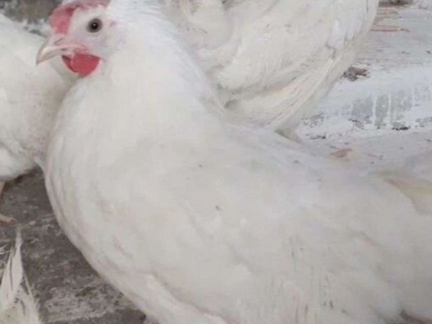 Куры молодки белые