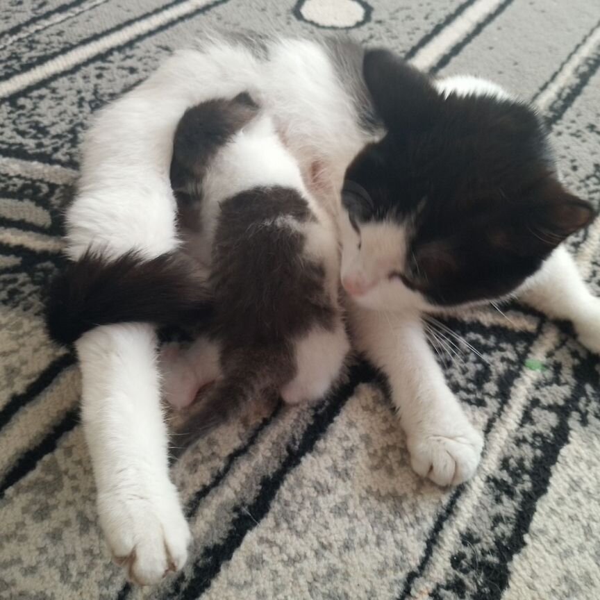 Котëнок в добрые руки