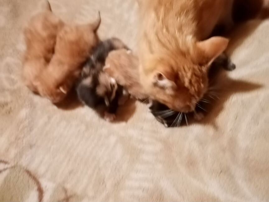 Отдам бесплатно котят