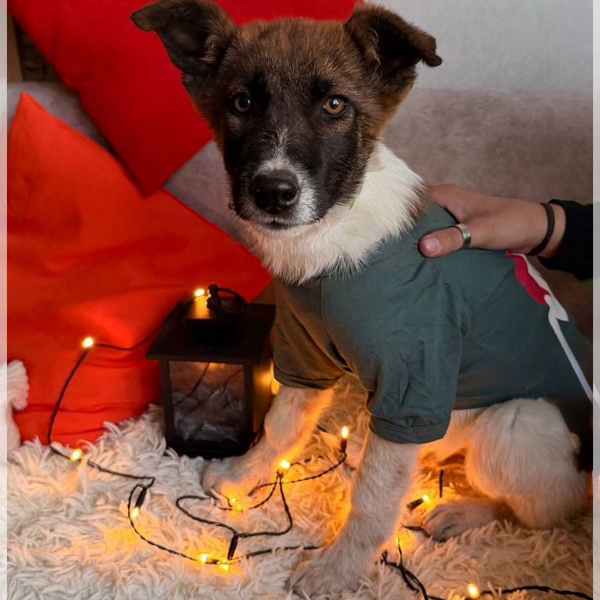 Щенок в добрые руки