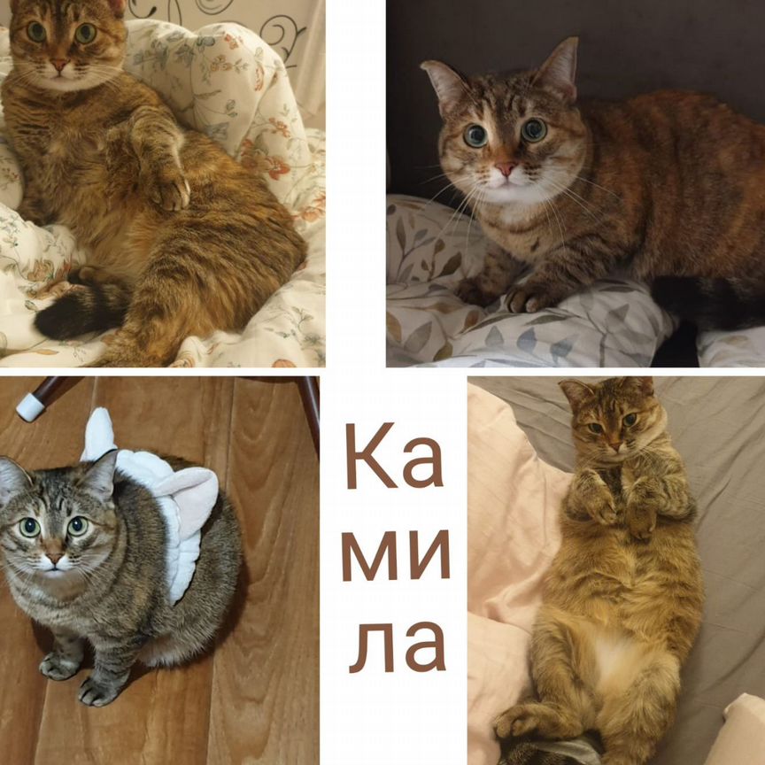 Отдам кошек в добрые руки
