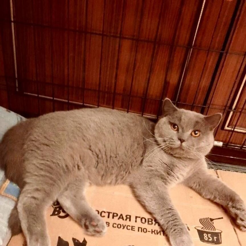 Британский котик