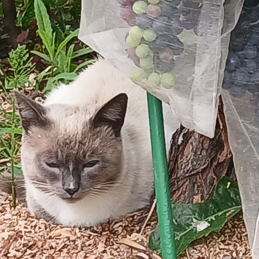 Тайский кот