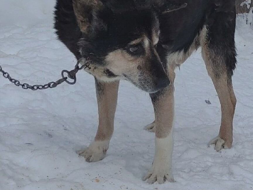 Собаку бросили. Нужен дом или передержка