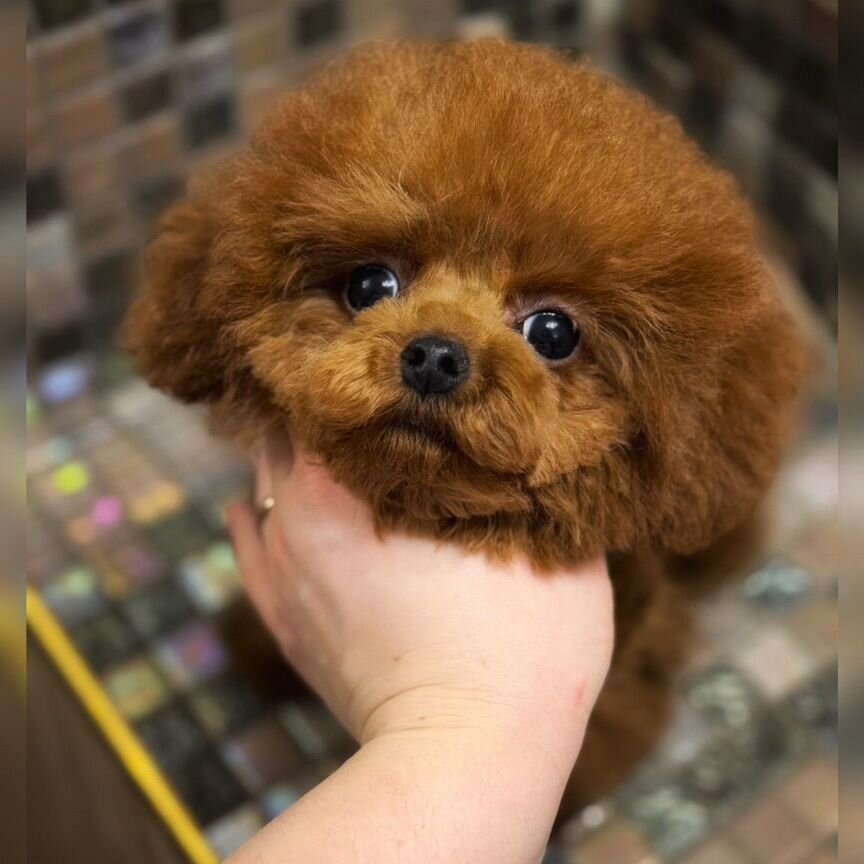 Тикап тедди пудель мальчик 16 см