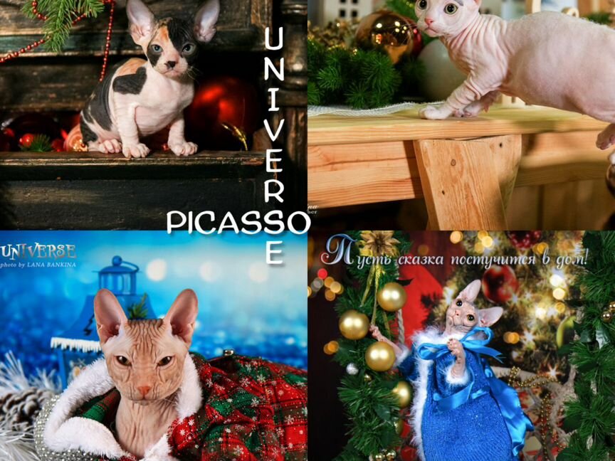 Котята