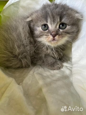 Два сереньких котенка