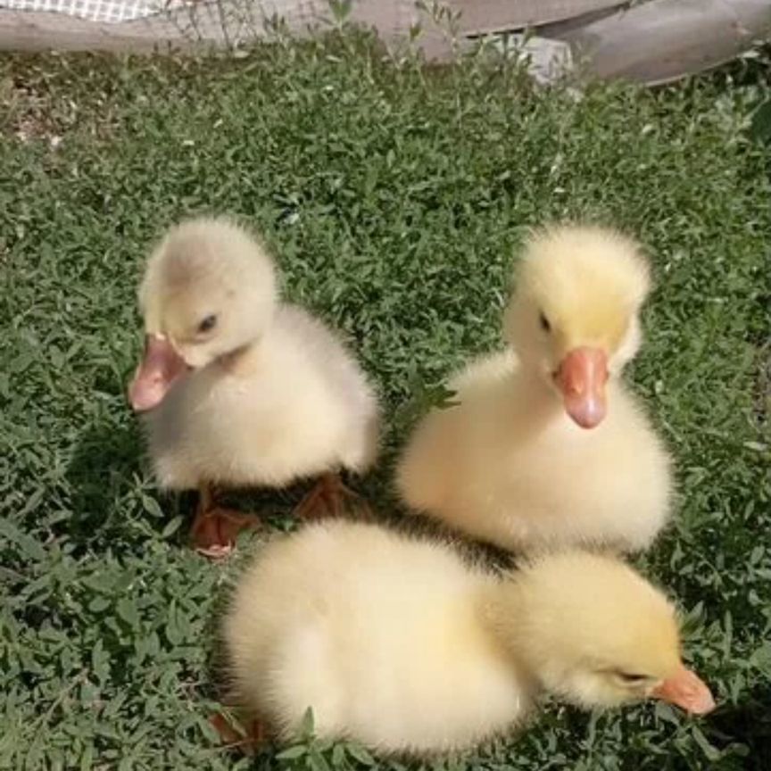 Гусята линда