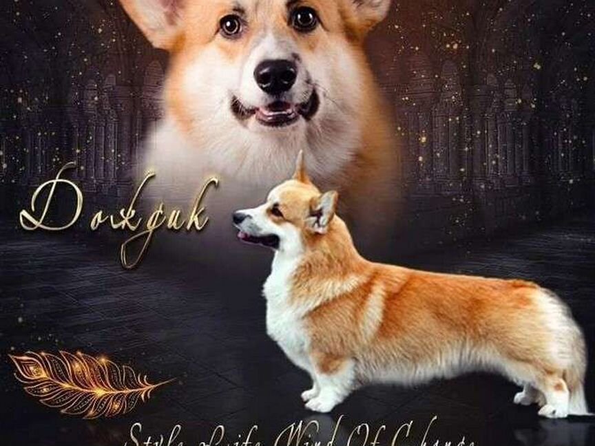 Вельштерьер корги для вязки