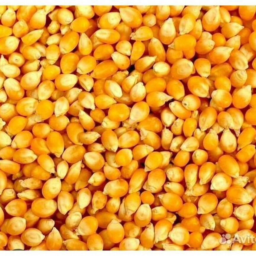 Кукуруза