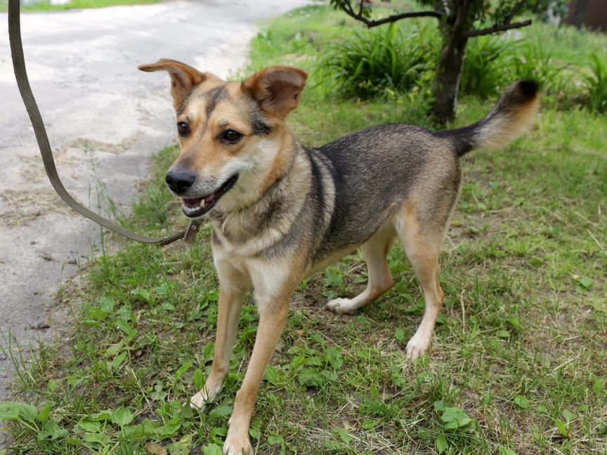 Собачка Зара ищет дом