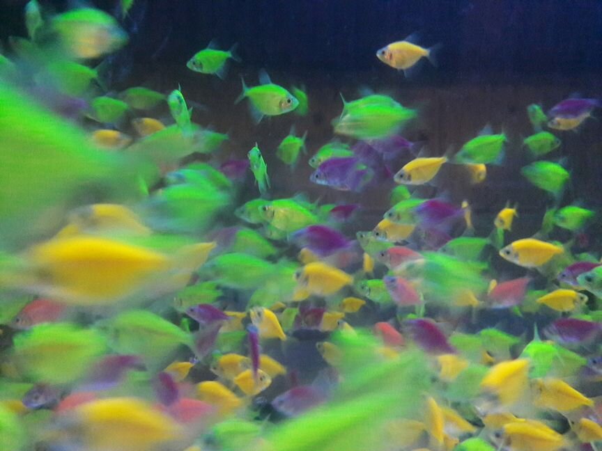 Тернеция гло фиш