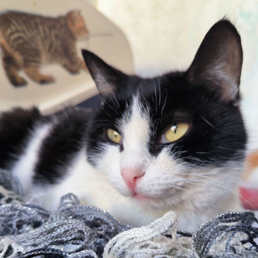 Молоденькая кошечка Луна ищет семью