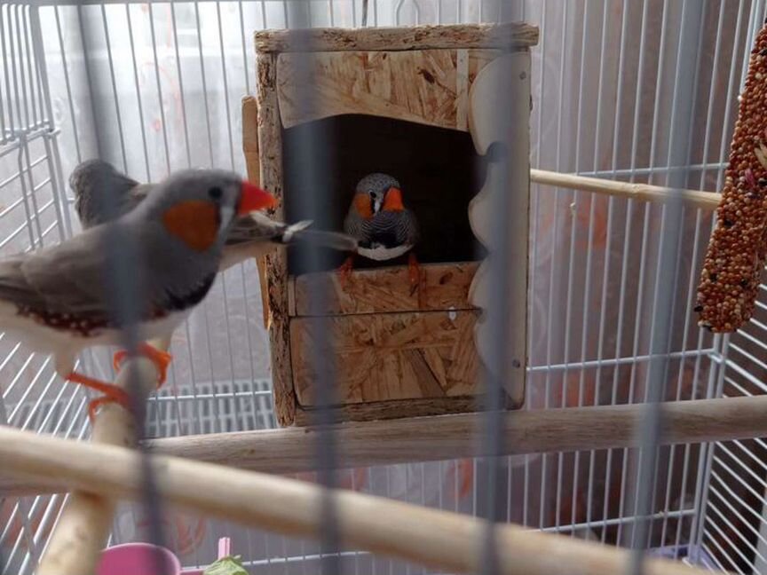 Экзотические птицы