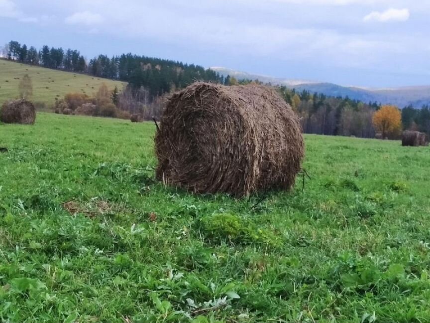 Продам сено в рулонах