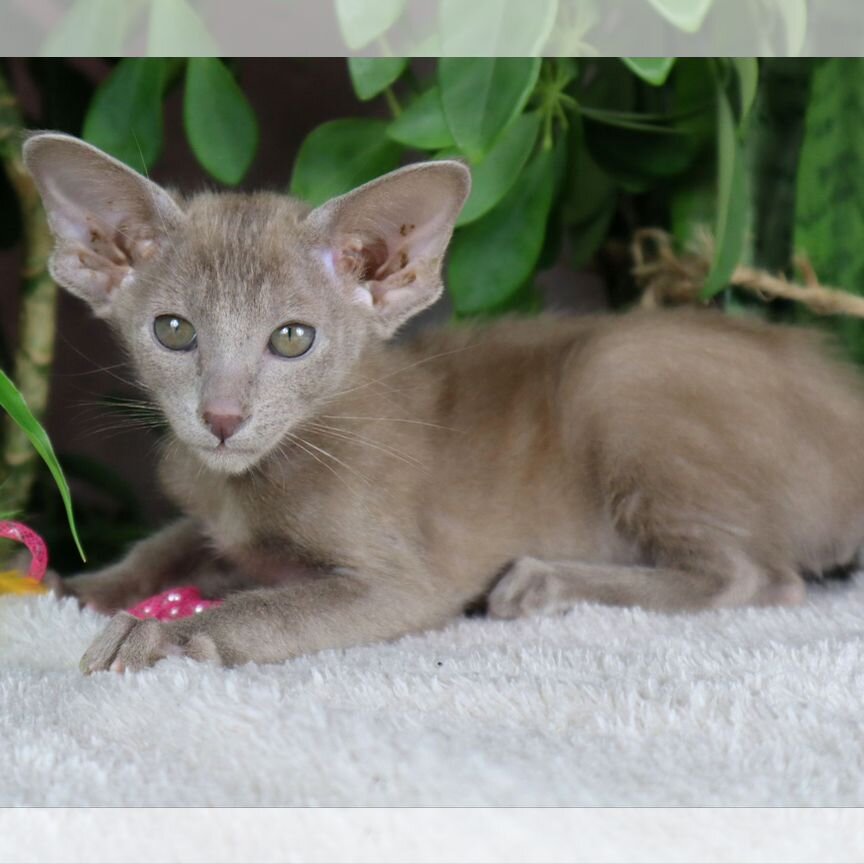 Ориентальныые котята