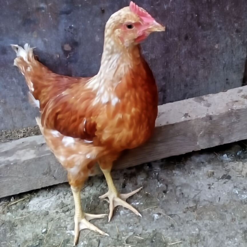 Цыплята подрощенные несушки