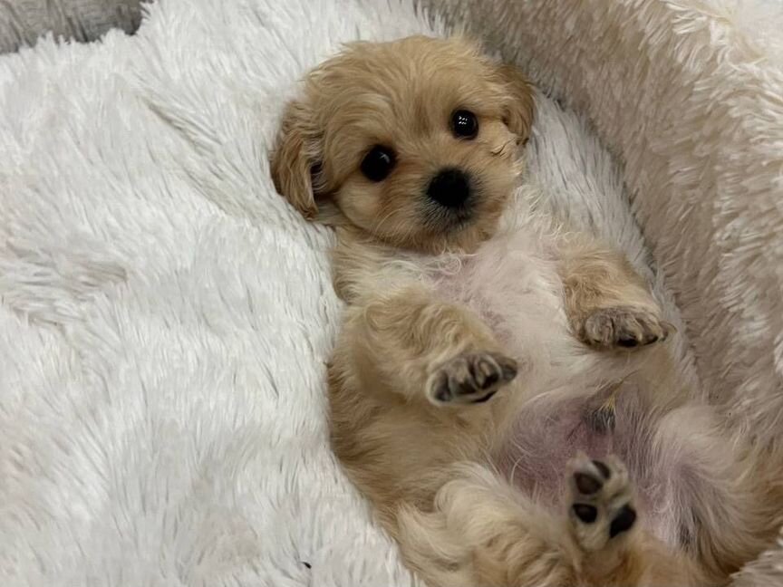 Мальтипу f1 mini