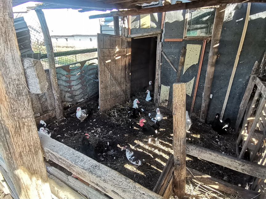 Продам утей и кур с петухами