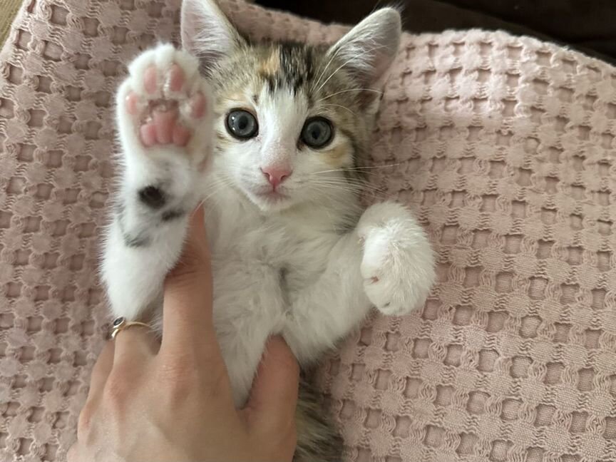 Котенок девочка трехцветная
