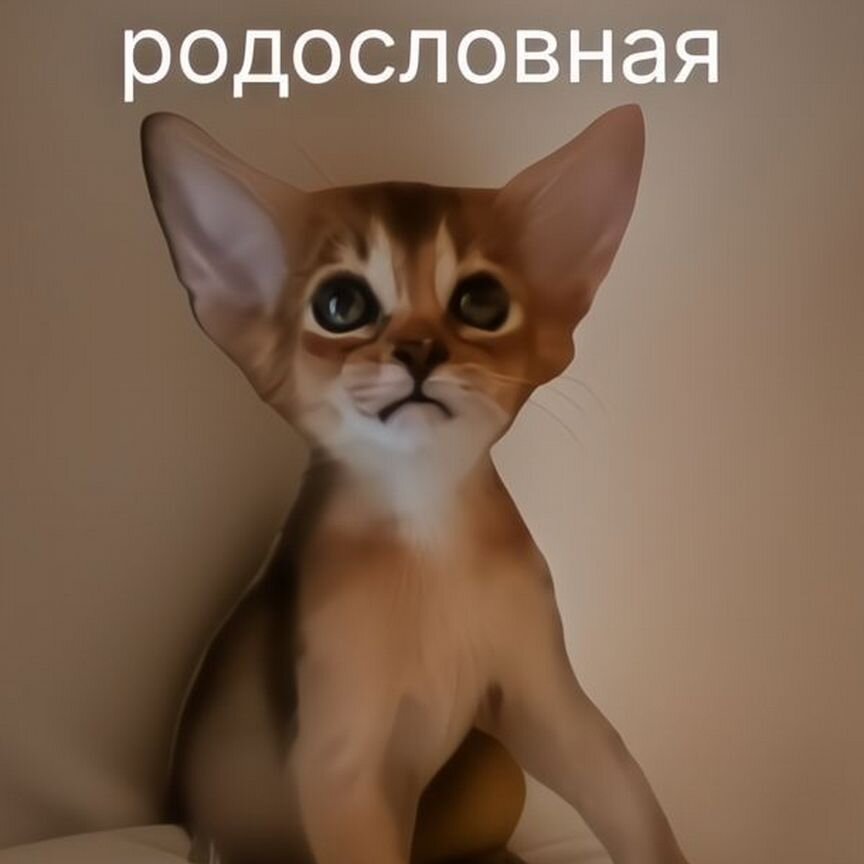 Абиссинский котёнок