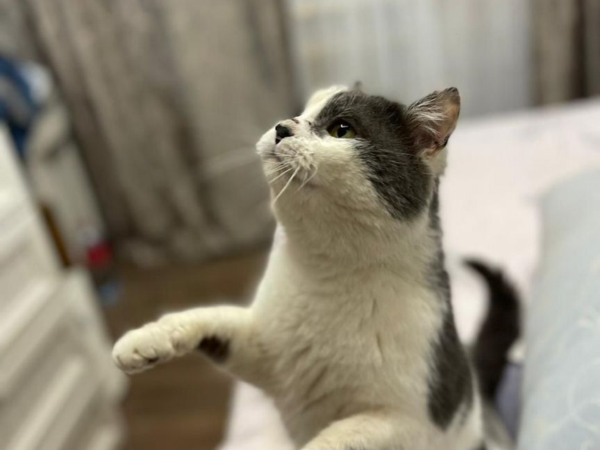 Кот в добрые руки