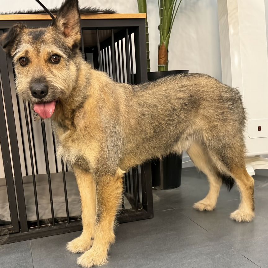 Взрослый пёс в добрые руки