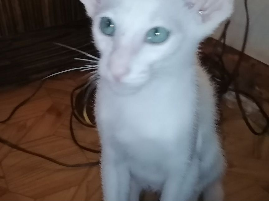 Ориентальные котята
