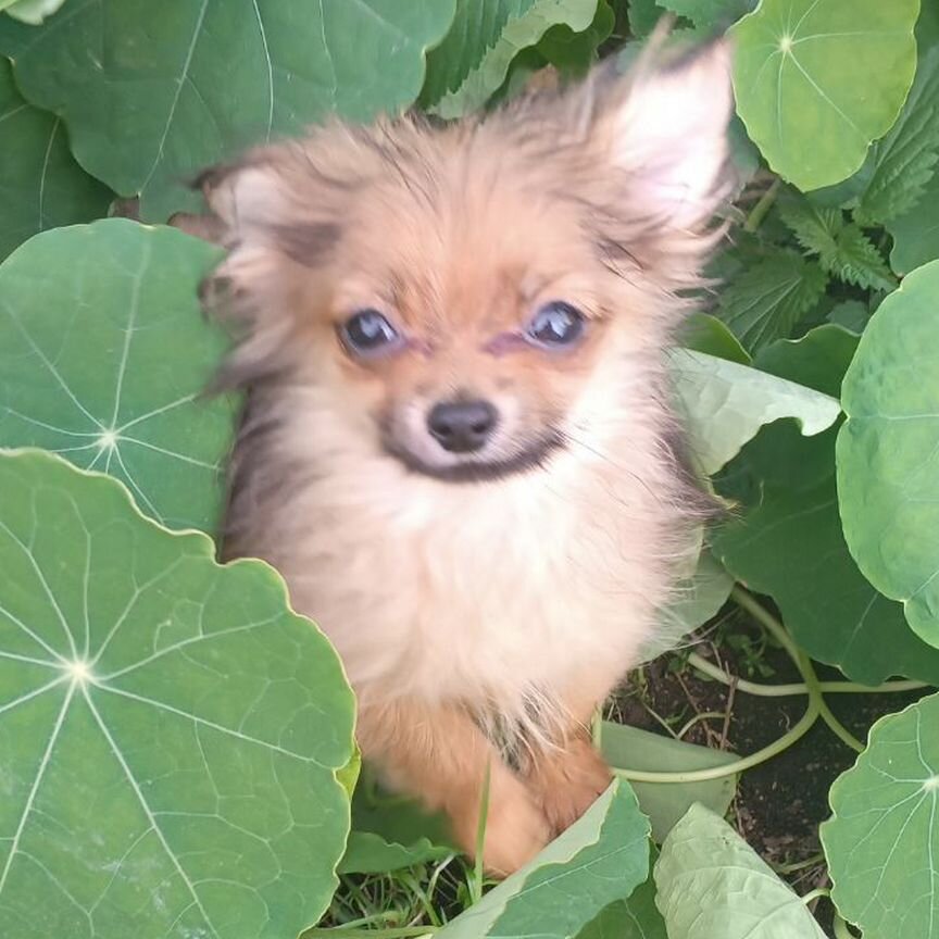 Щеночек маленький мальчик