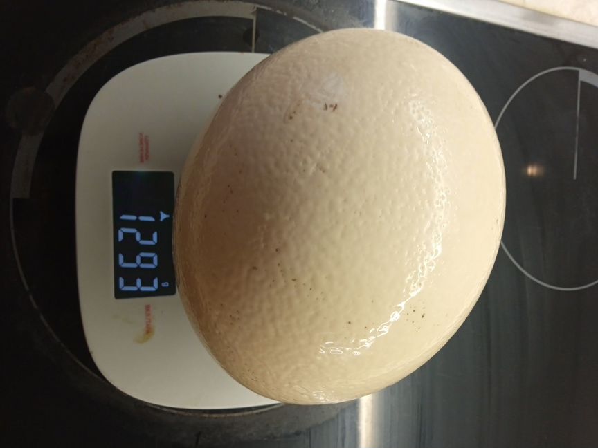 Страусиное яйцо