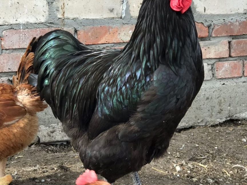 Джерсийский гигант