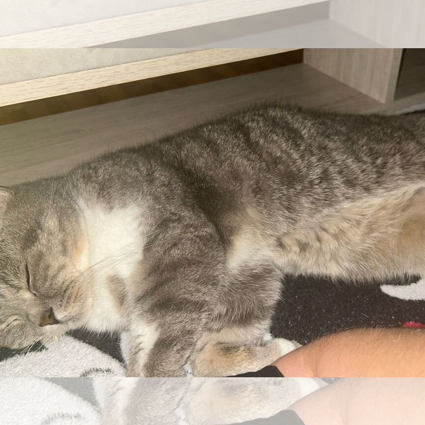 Отдам кота в добрые руки