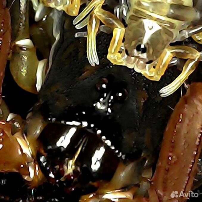 Скорпион Lychas tricarinatus
