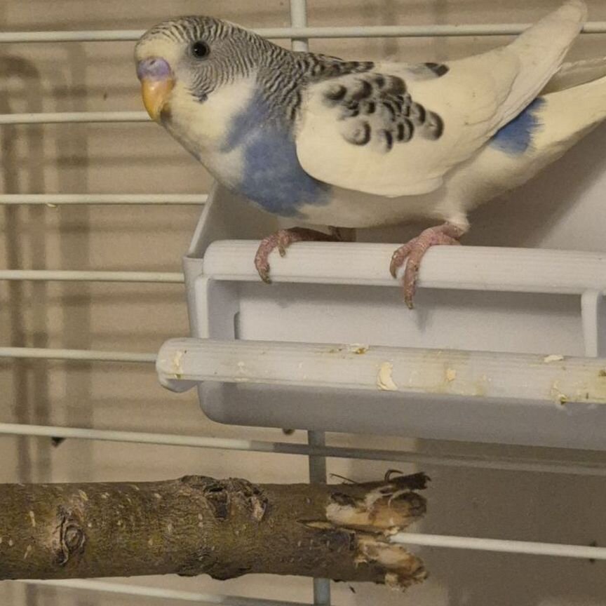 Птенцы волнистый попугай