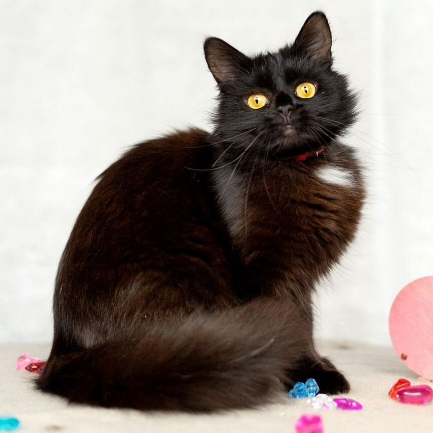 Взрослая кошка в добрые руки