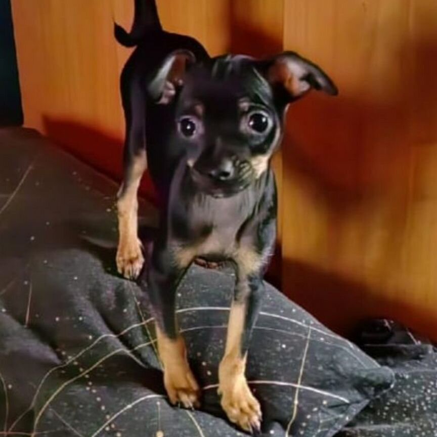 Русский той-терьер