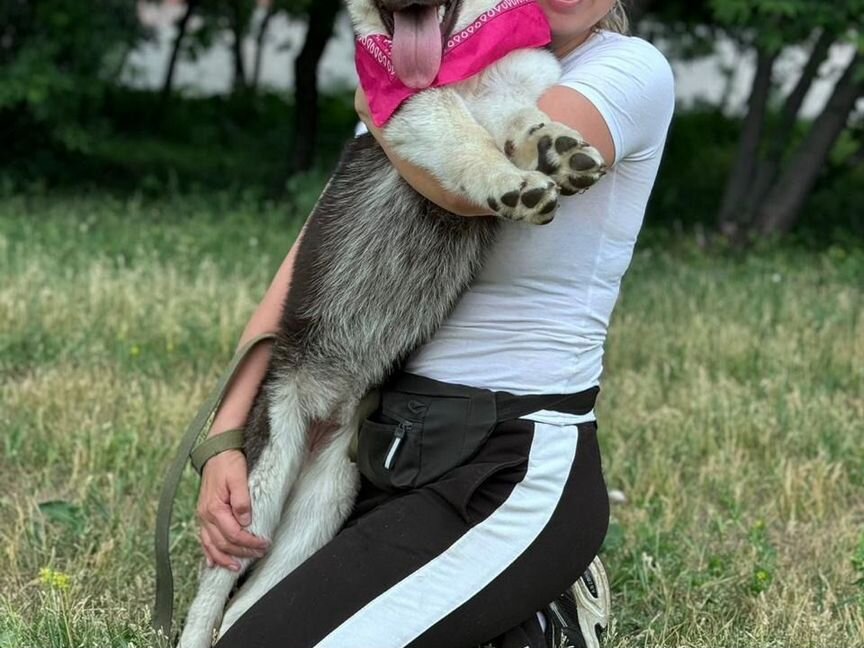 Щенок из приюта