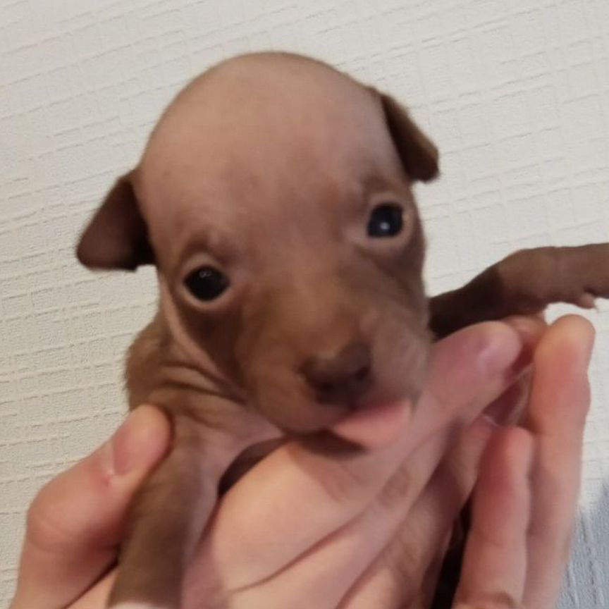 Дети без шерсти