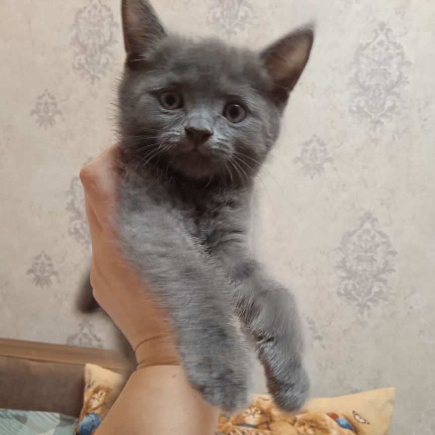 Британский короткошёрстный котёнок