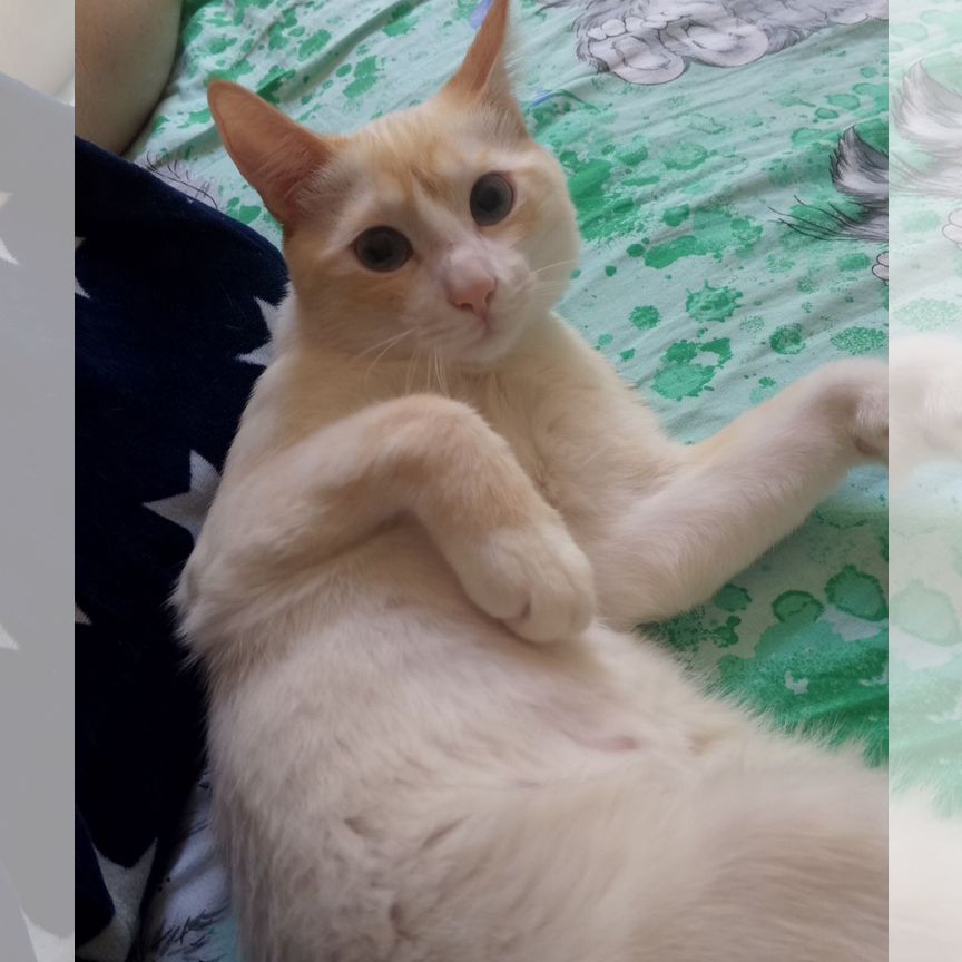 Тайский котёнок
