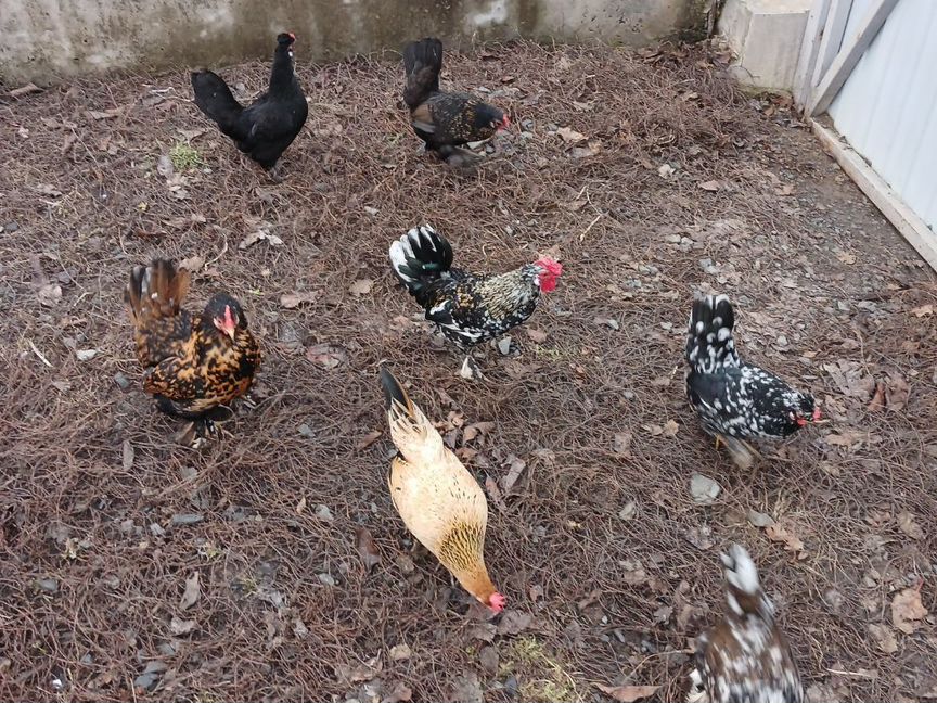 Декоративные куры