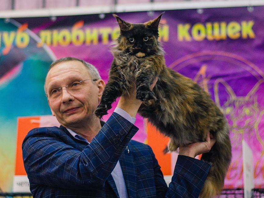 Кошка мейн-кун