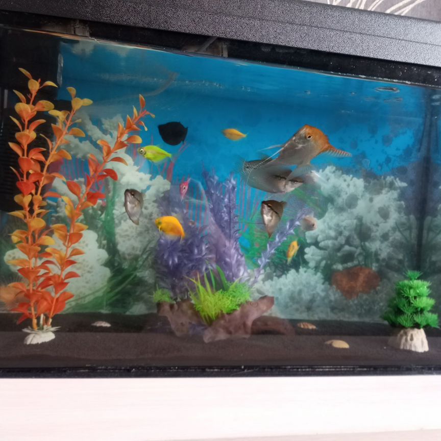 Аквариум
