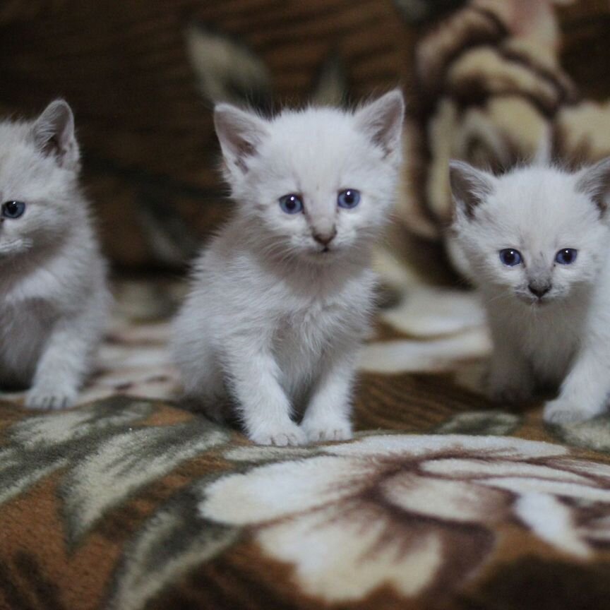 Котята в добрые руки