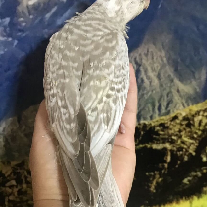 Птенец попугая карелла безщекий жемчужный