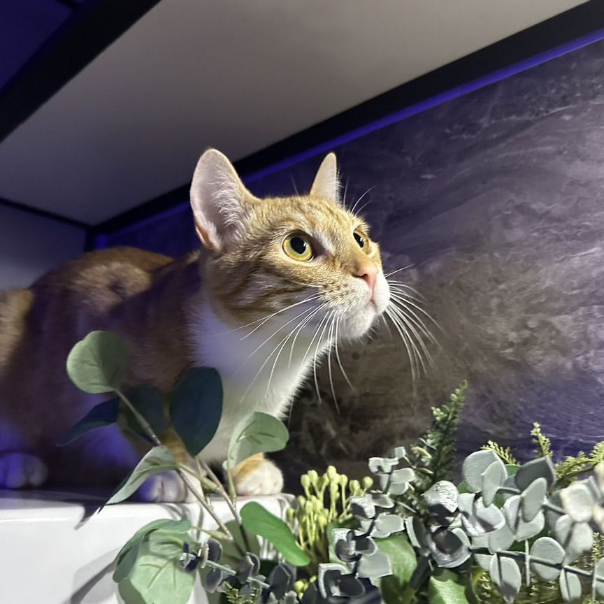 Рыжий кот, 1,5 годика, отдам в добрые руки