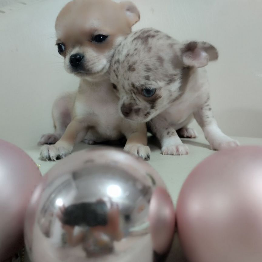 Чихуахуа, щенок