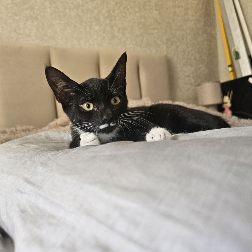 Котейка в добрые руки