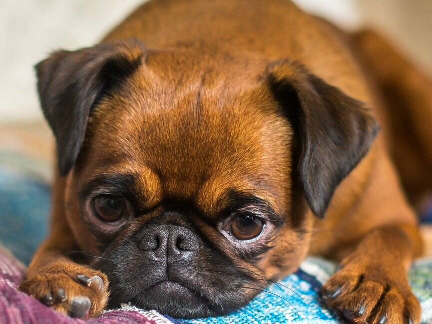 Взрослые молодые девочки