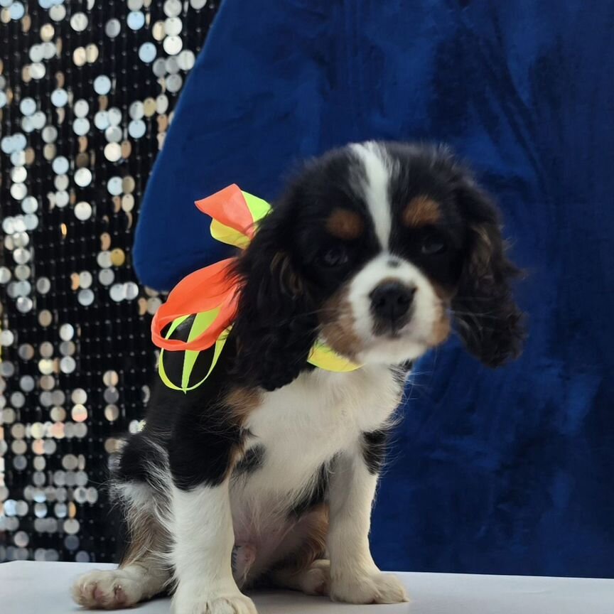 Королевские собаки с документами РКФ ккчс